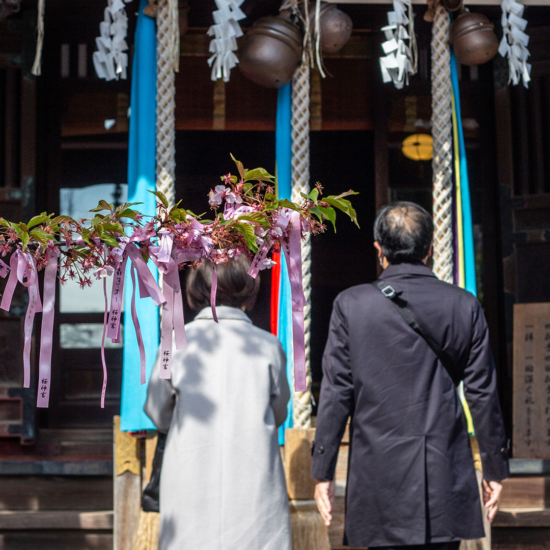 Sakura Jingu Shrine - Cherry Blossoms and Ribbons - Japan Journeys