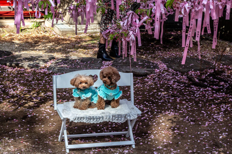 Sakura Jingu Shrine - Cherry Blossoms and Ribbons - Japan Journeys