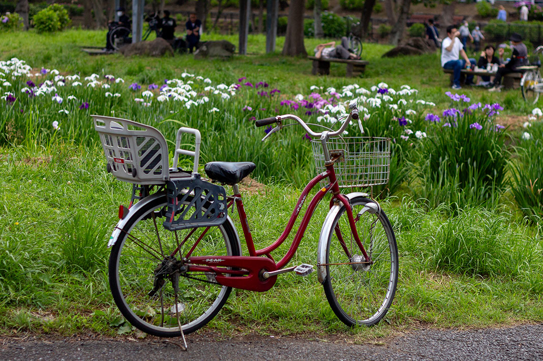 Mizumoto Park: Tokyo's Biggest and Best Iris Display - Japan Journeys