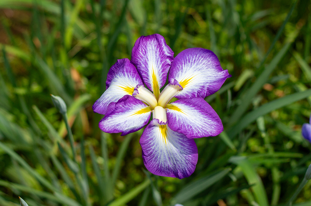 Mizumoto Park: Tokyo's Biggest and Best Iris Display - Japan Journeys