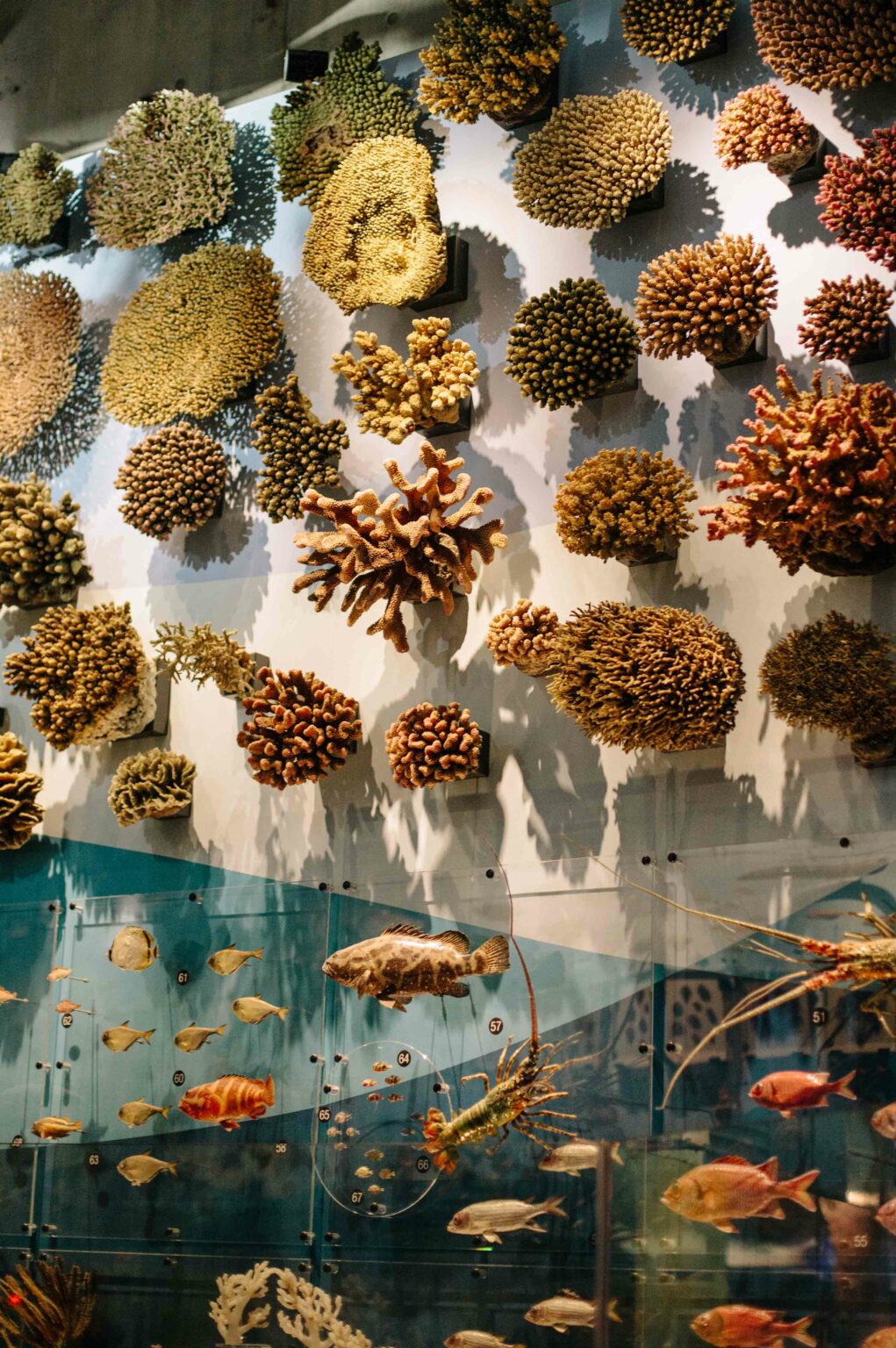 Natural History at the National Museum of Nature and Science!