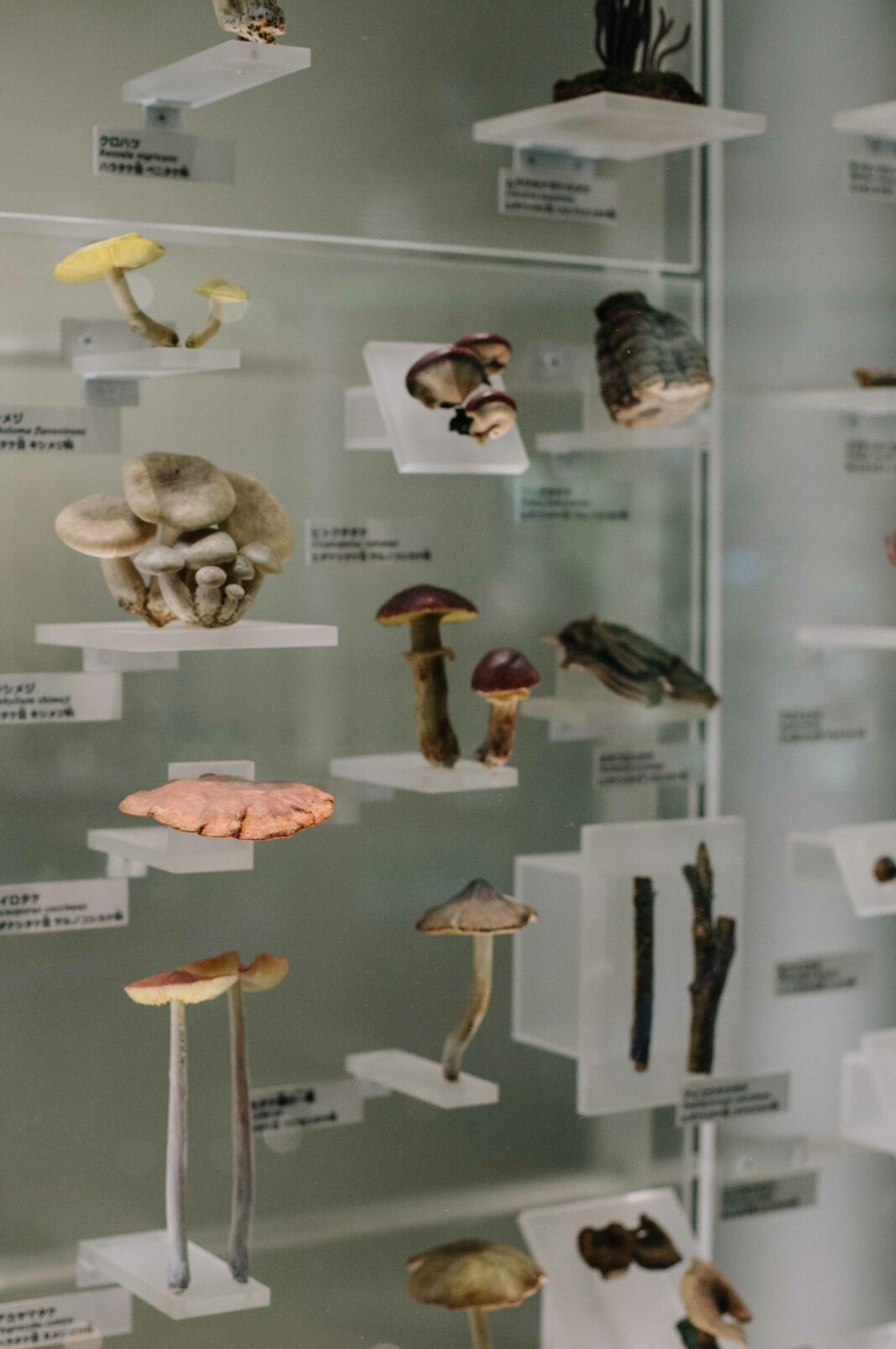 Natural History at the National Museum of Nature and Science!