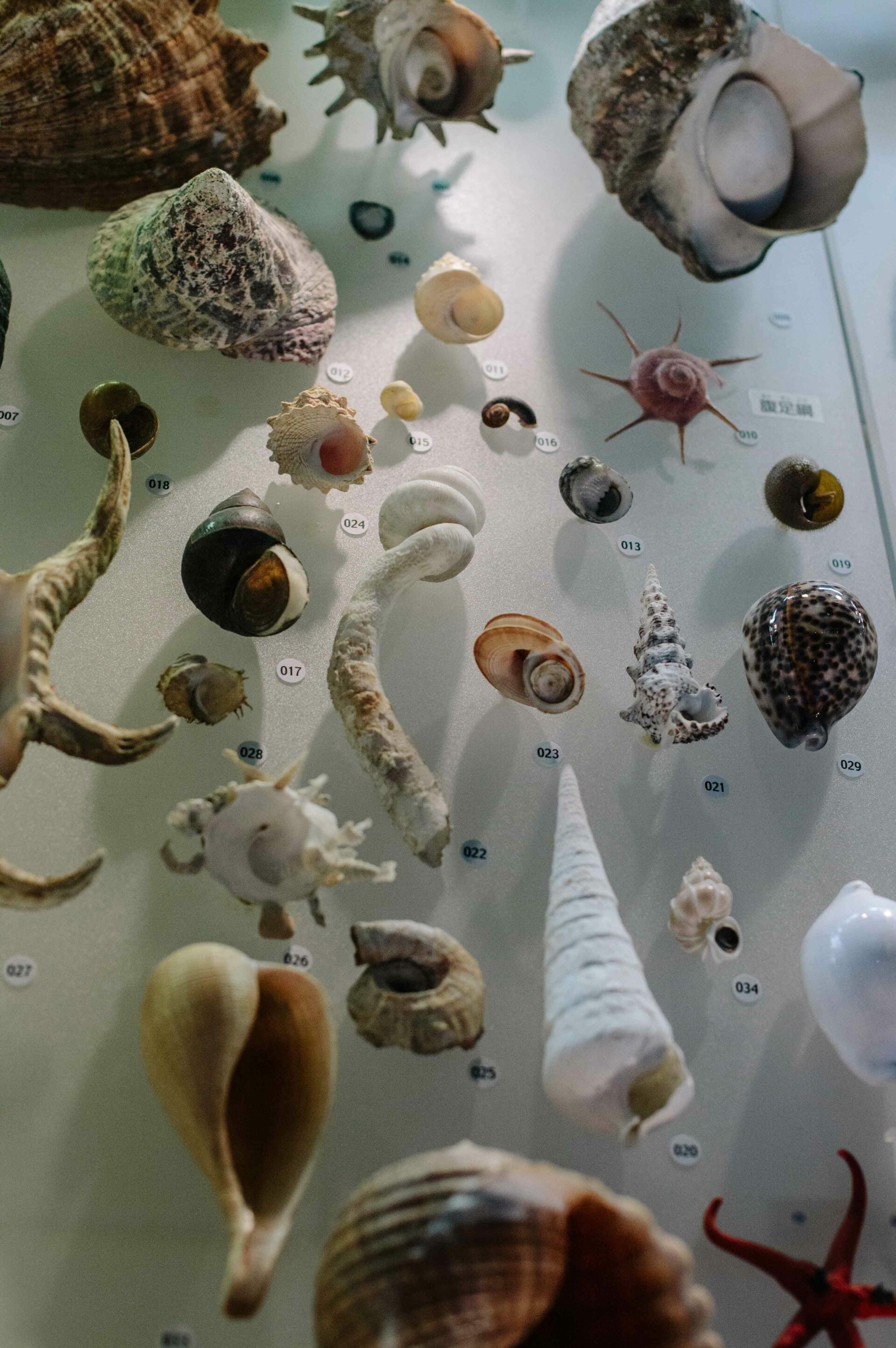 Natural History at the National Museum of Nature and Science!