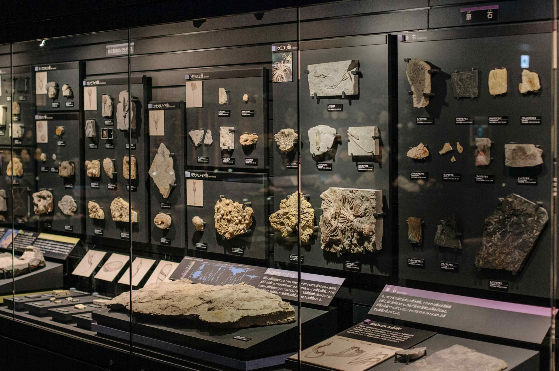 Natural History at the National Museum of Nature and Science!