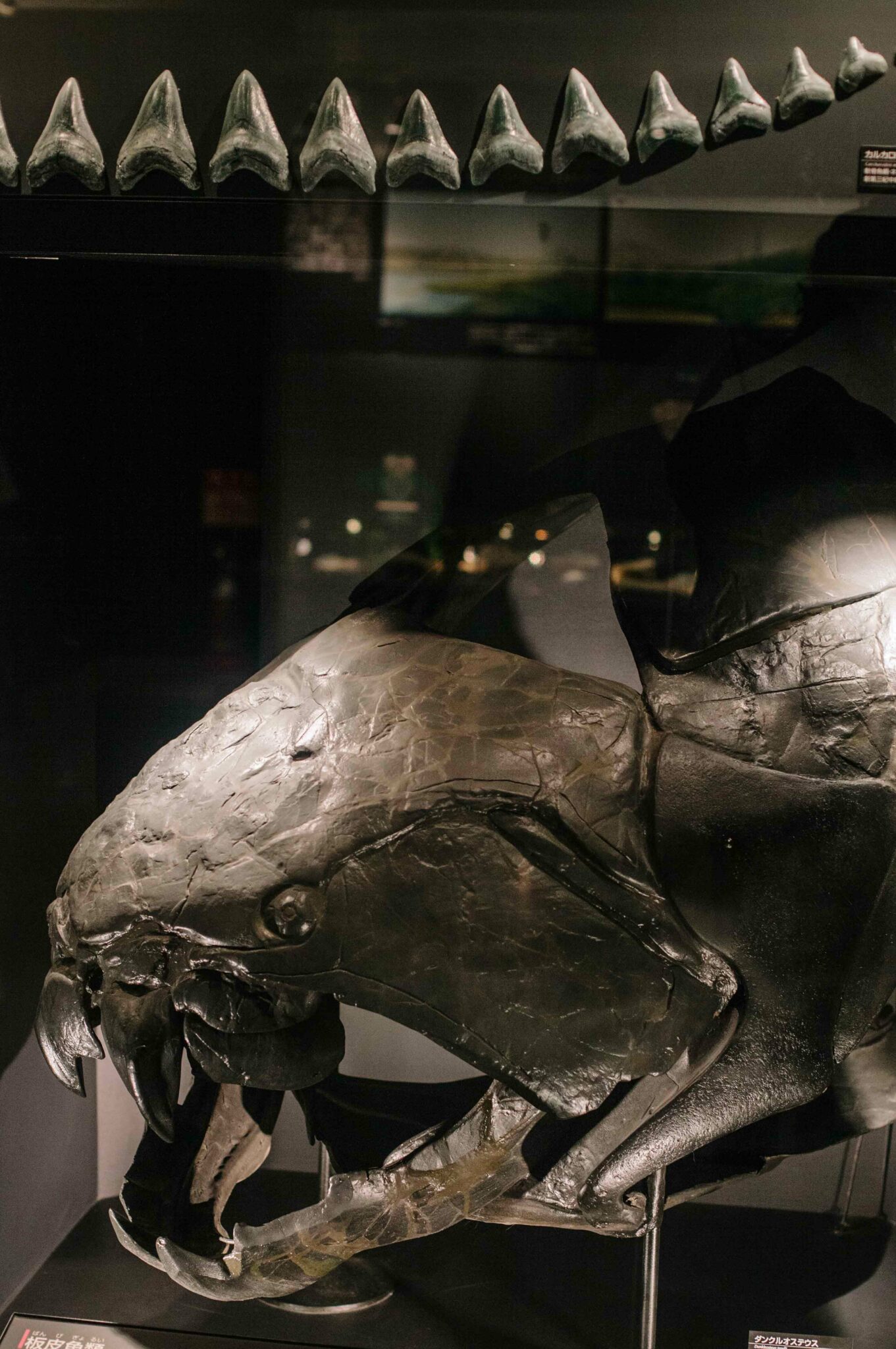 Natural History at the National Museum of Nature and Science!