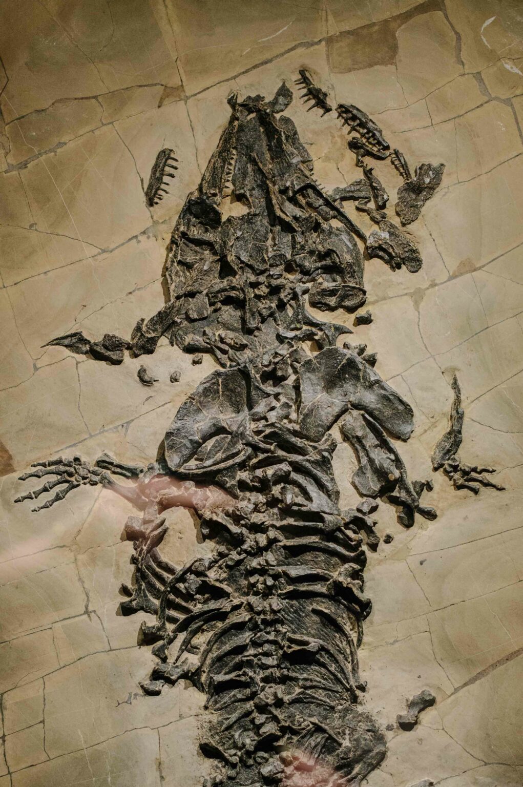 Natural History at the National Museum of Nature and Science!